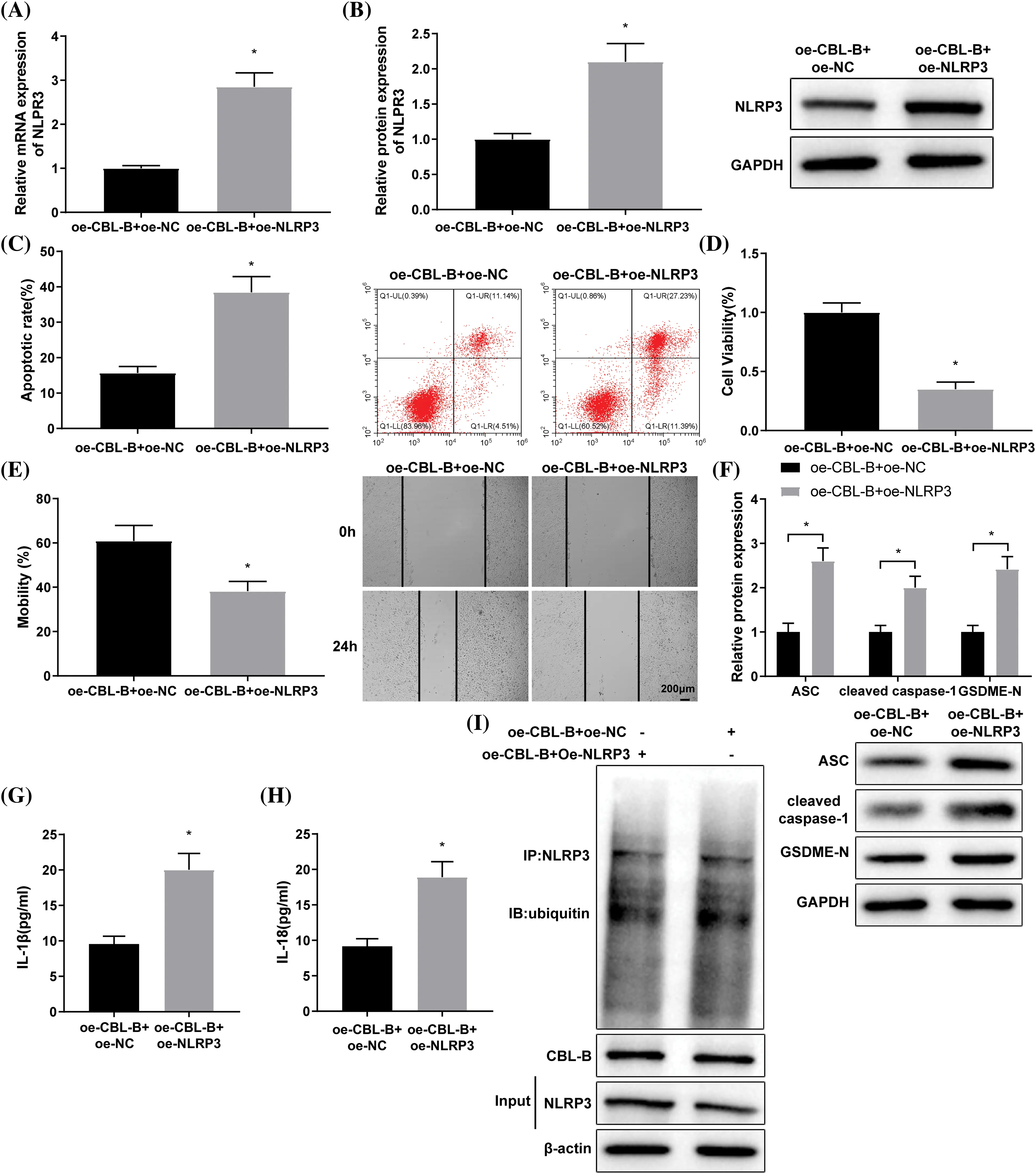 BIOCELL | Free Full-Text | E3 ubiquitin ligase CBL-B suppresses ...