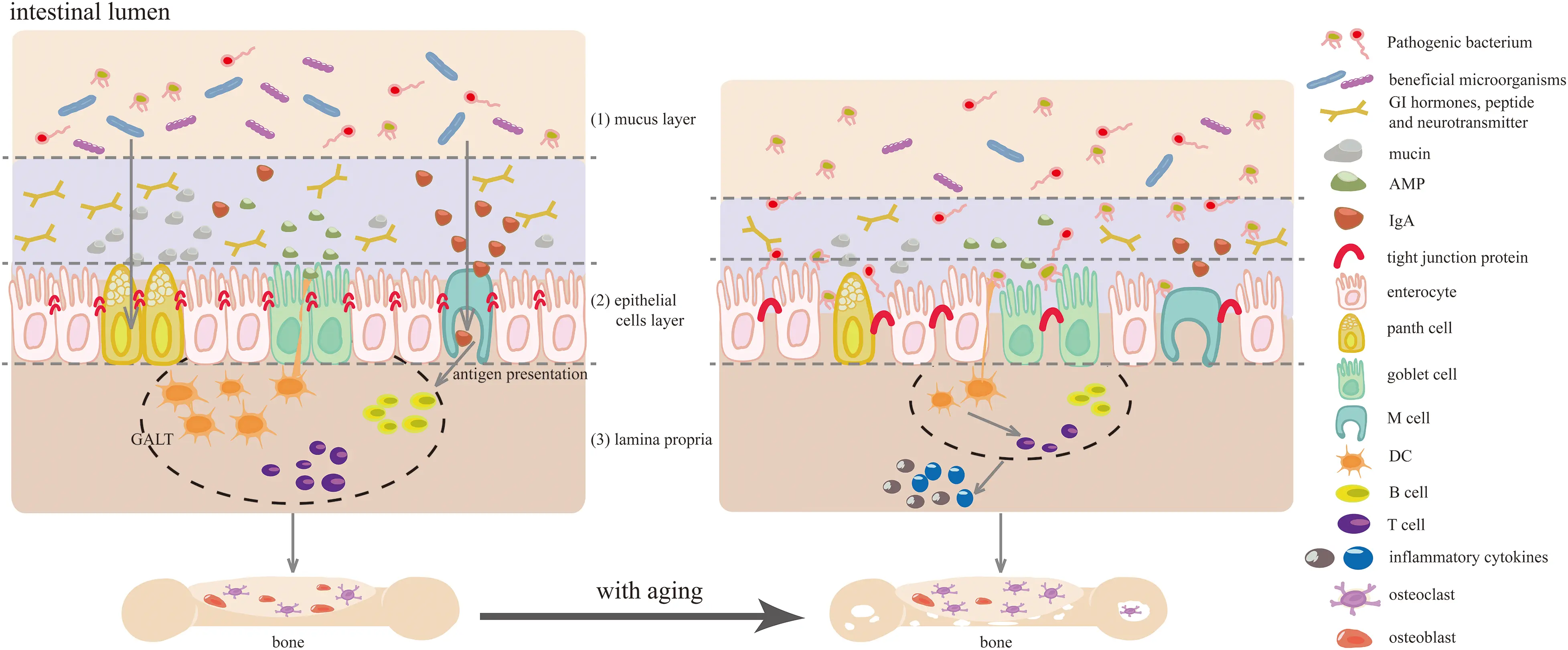 BIOCELL | Free Full-Text | How aging affects bone health via the ...