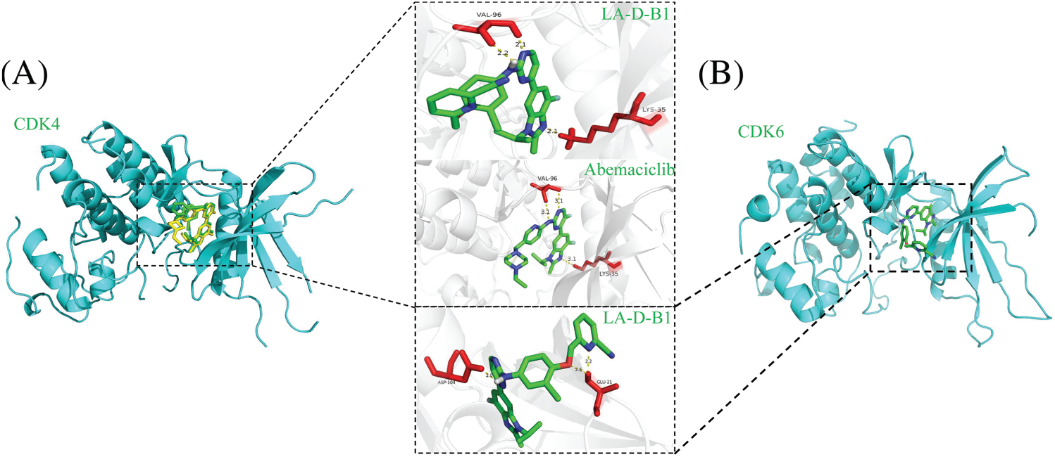 BIOCELL | Free Full-Text | LA-D-B1, a novel Abemaciclib derivative ...