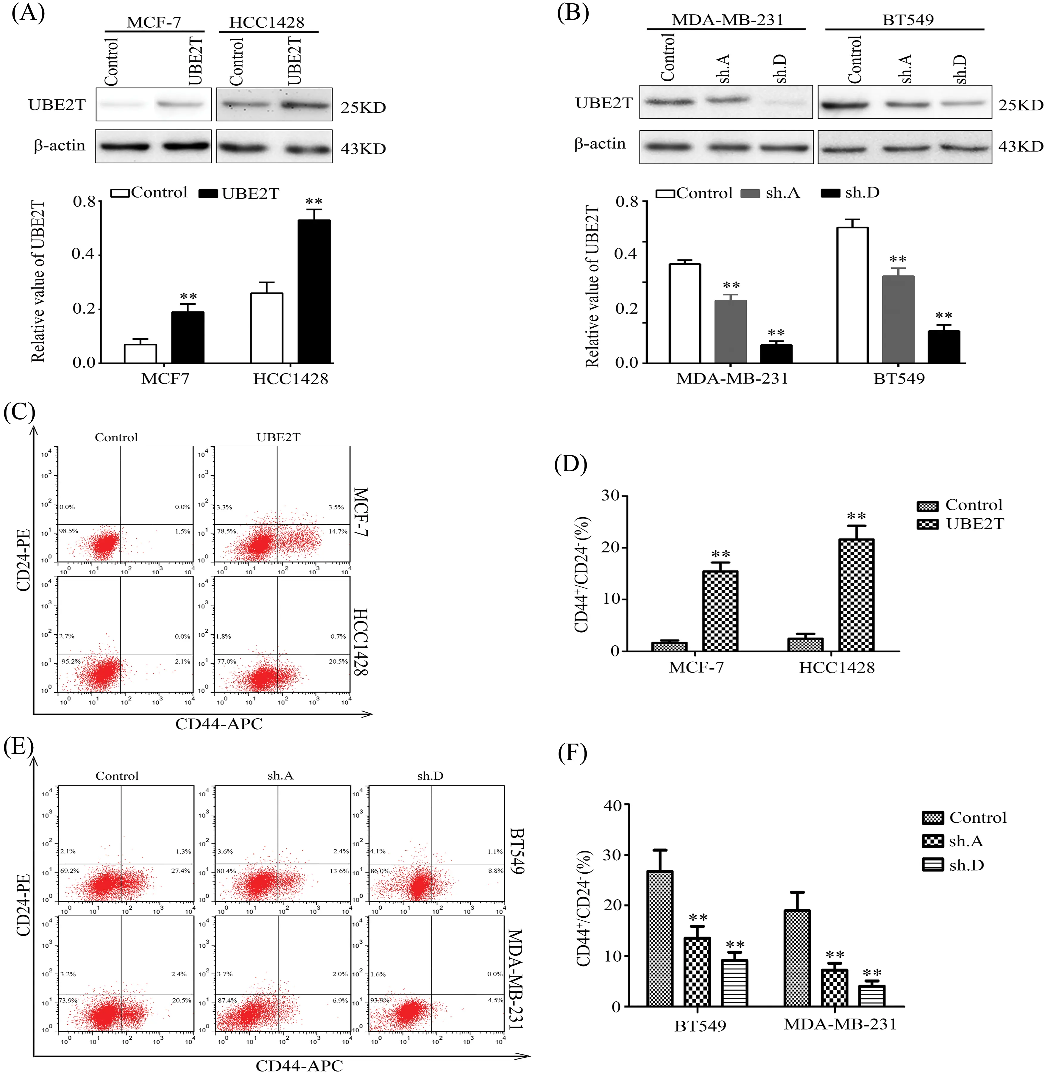 BIOCELL | Free Full-Text | UBE2T mediates the stemness properties of ...