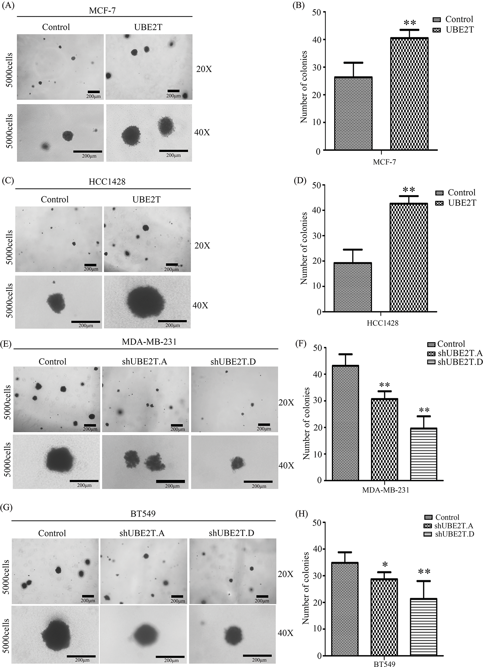 BIOCELL | Free Full-Text | UBE2T mediates the stemness properties of ...