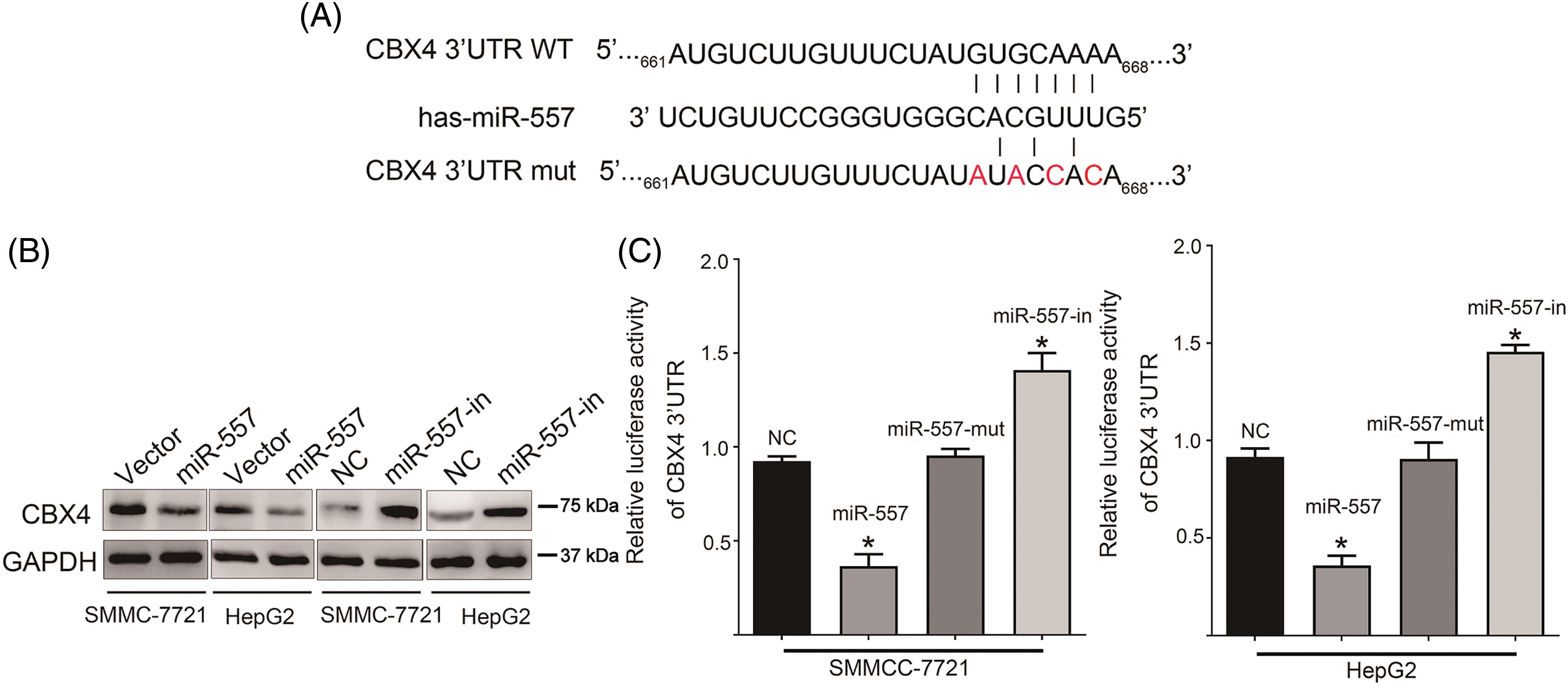BIOCELL | Free Full-Text | miR-557 suppresses hepatocellular carcinoma ...