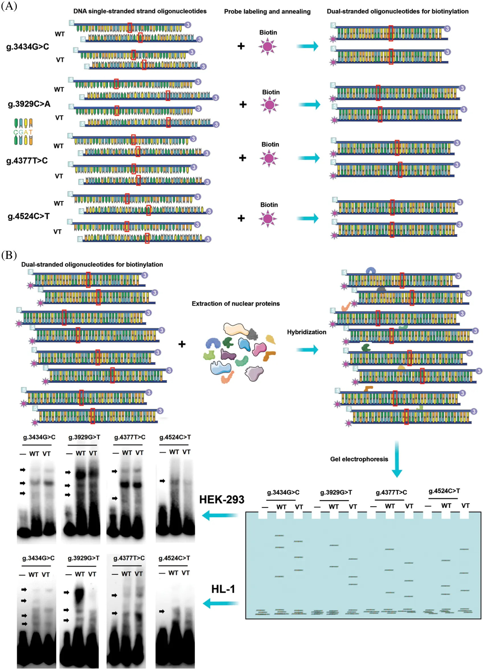 CHD | Free Full-Text | Genetic Analysis of Variants of the MYH6 Gene ...