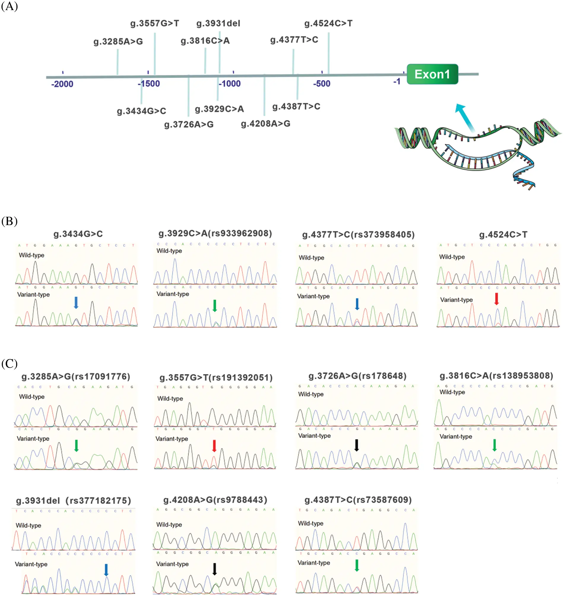 CHD | Free Full-Text | Genetic Analysis of Variants of the MYH6 Gene ...