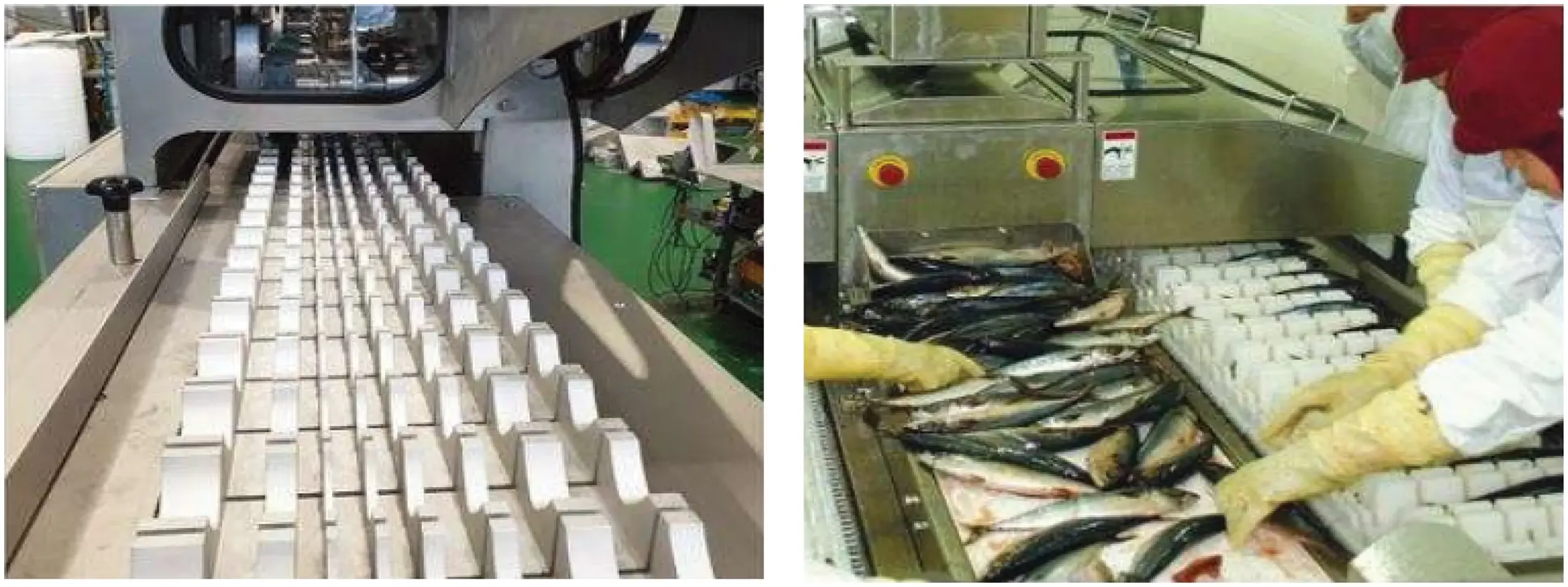 CMC | Free Full-Text | Machine Vision Based Fish Cutting Point ...