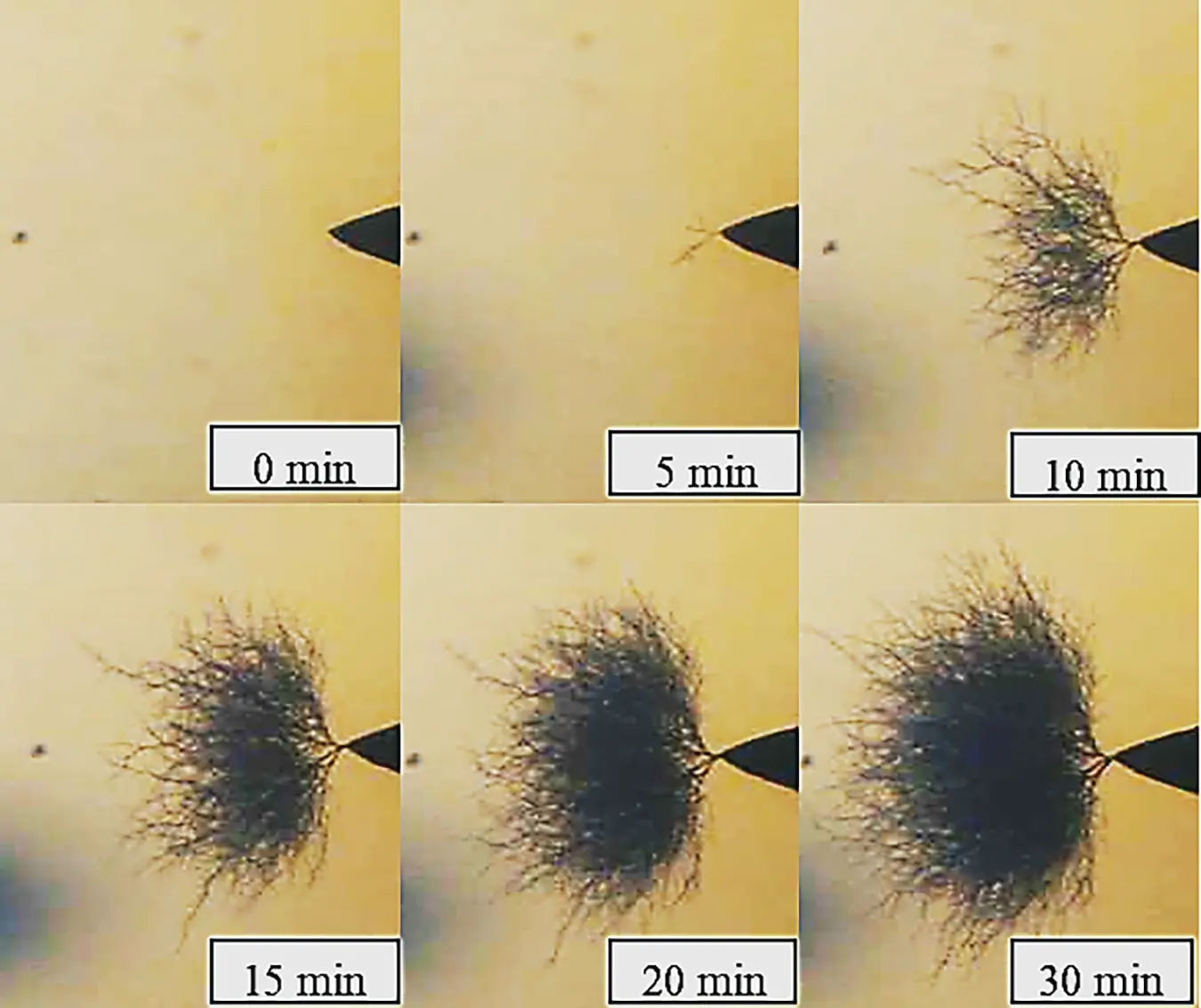 CMC | Free Full-Text | Electrical Tree Image Segmentation Using Hybrid Multi Scale Line Tracking ...