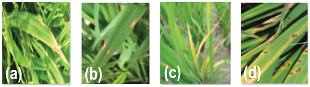 CMC | Free Full-Text | Identification of Rice Leaf Disease Using ...