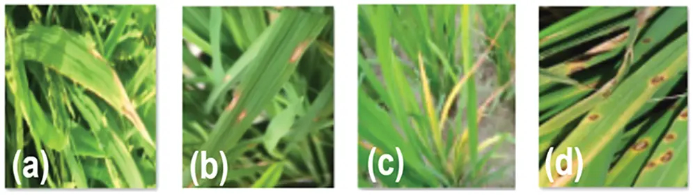 CMC | Free Full-Text | Identification of Rice Leaf Disease Using ...