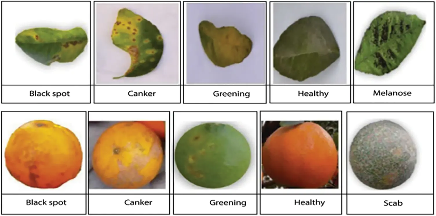 CMC | Free Full-Text | Deep Transfer Learning Based Detection and Classification of Citrus Plant ...