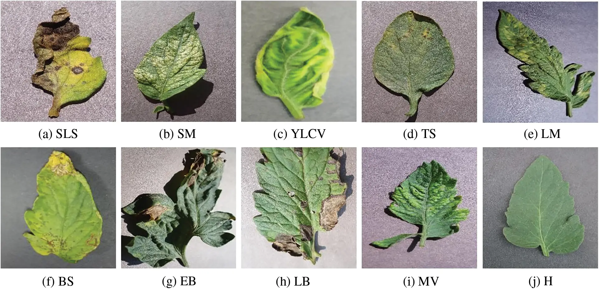 CMC | Free Full-Text | A Lightweight Deep Learning-Based Model for Tomato Leaf Disease ...