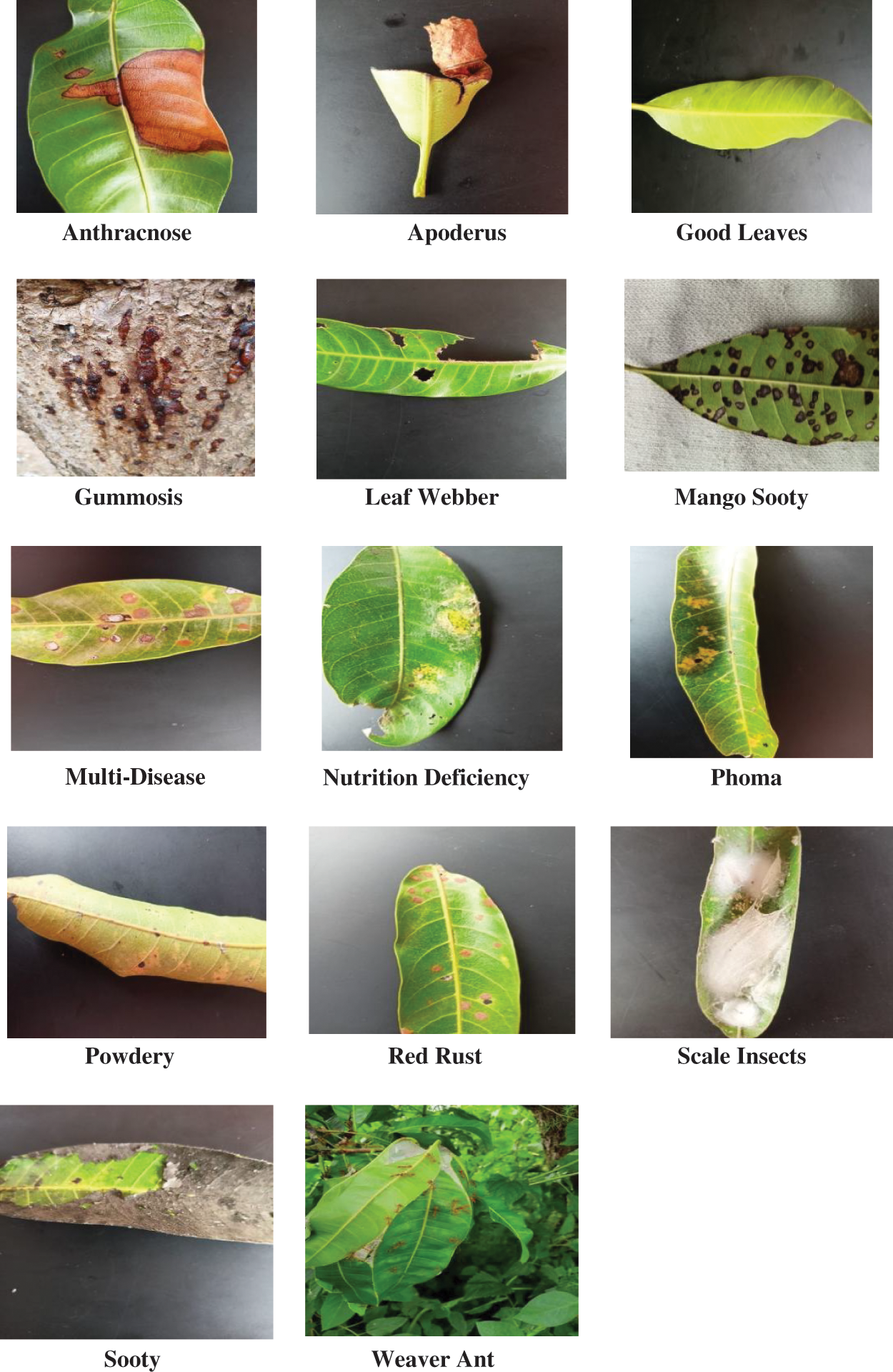 CMC | Free Full-Text | Deep Convolutional Neural Networks for South Indian Mango Leaf Disease ...