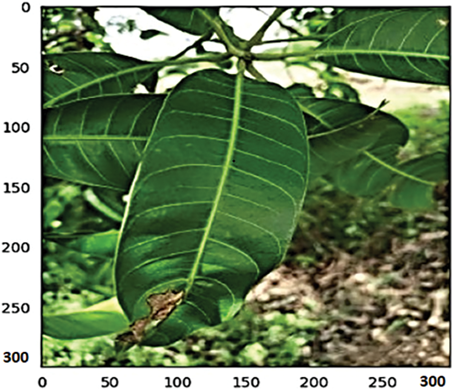 CMC | Free Full-Text | Deep Convolutional Neural Networks for South Indian Mango Leaf Disease ...