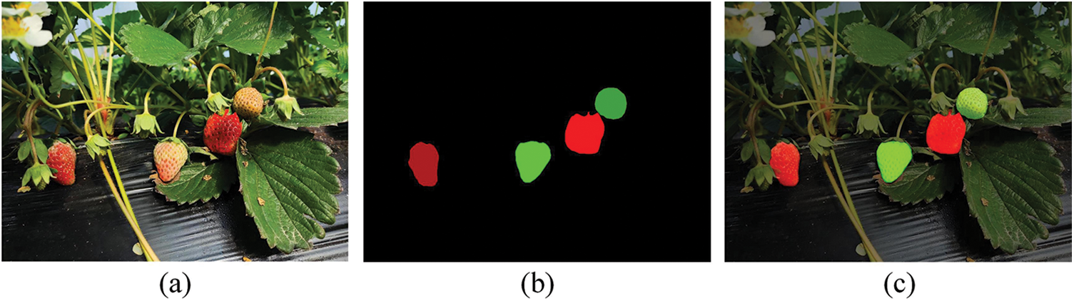 CMC | Free Full-Text | Real-Time Detection and Instance Segmentation of Strawberry in ...