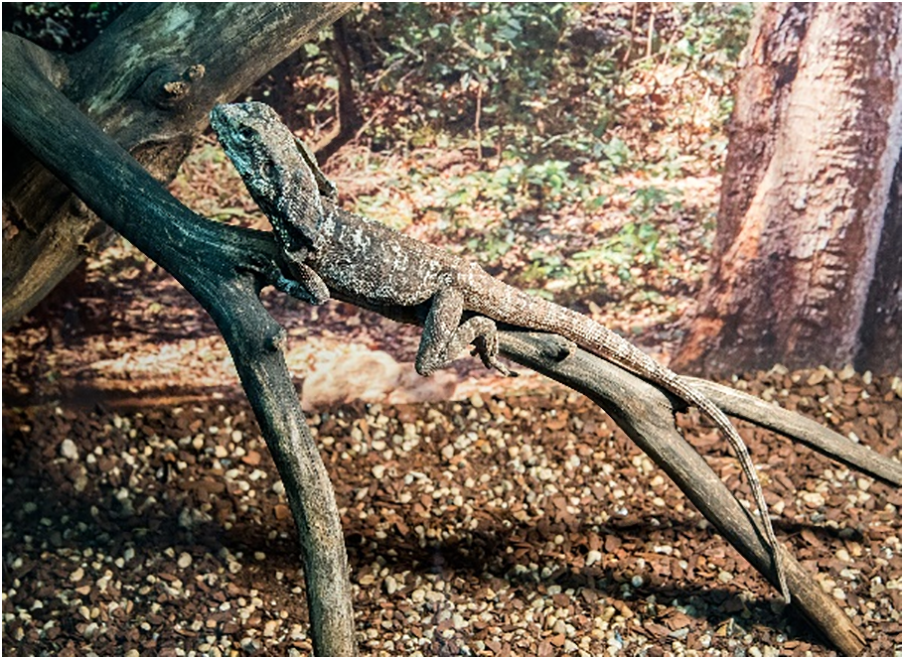 CMC | Free Full-Text | Frilled Lizard Optimization: A Novel Bio ...