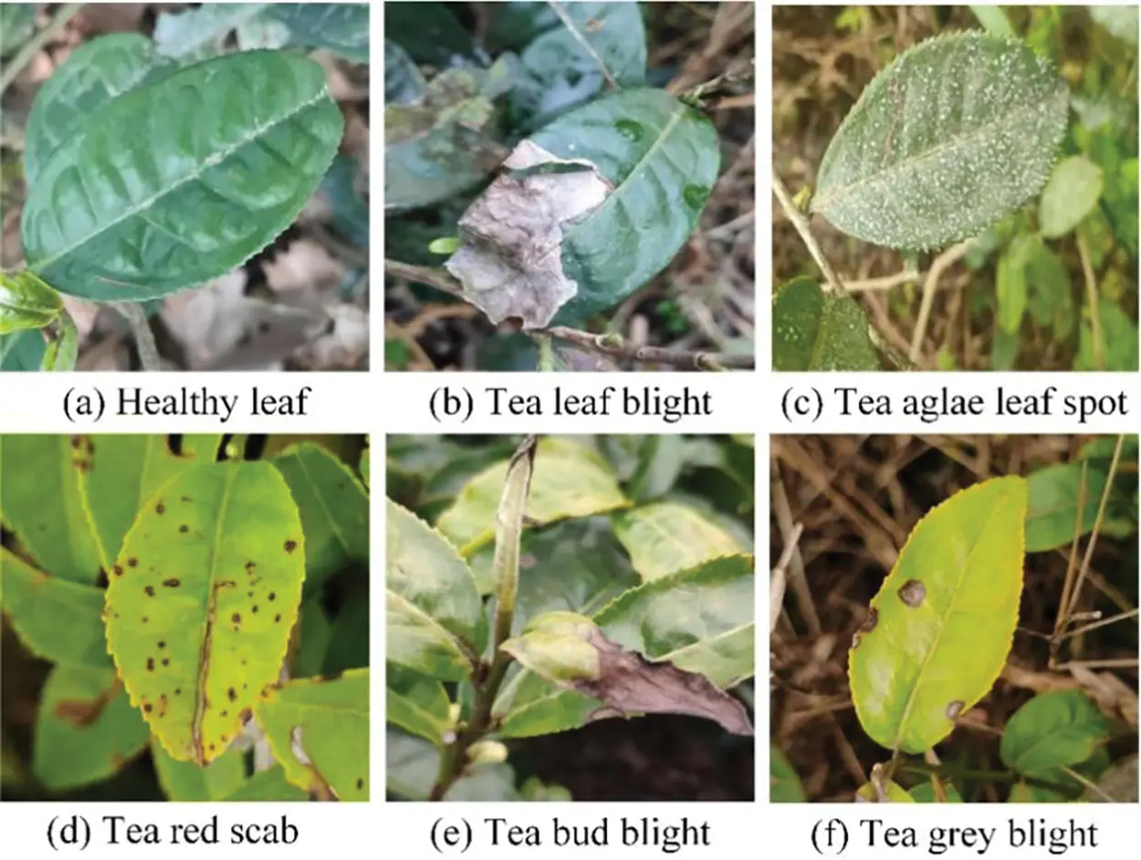 CMC | Free Full-Text | Enhancing Tea Leaf Disease Identification with ...