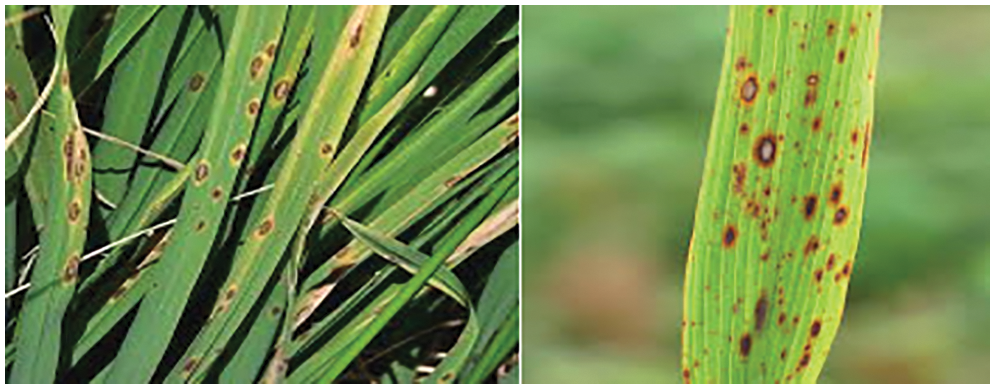 CSSE | Free Full-Text | Towards Intelligent Detection and ...