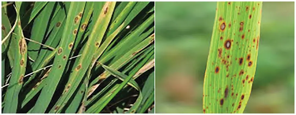 CSSE | Free Full-Text | Towards Intelligent Detection and ...