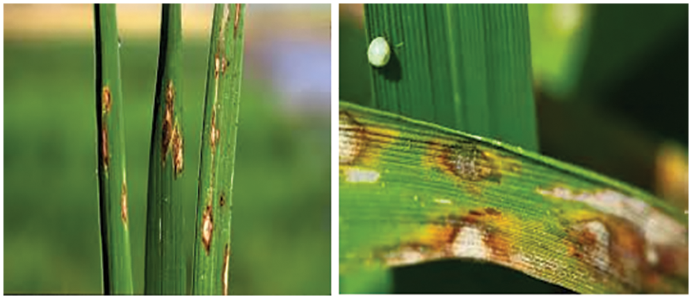 CSSE | Free Full-Text | Towards Intelligent Detection and Classification of Rice Plant Diseases ...