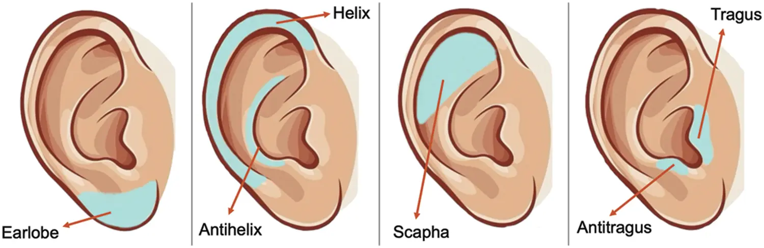 CSSE | Free Full-Text | Fine-Grained Soft Ear Biometrics for Augmenting ...