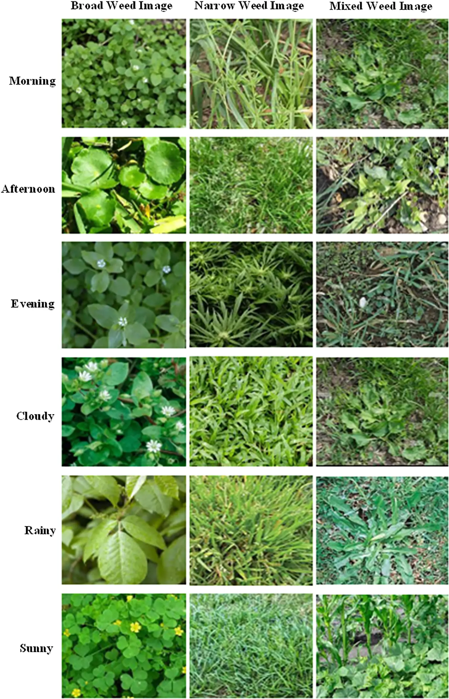 CSSE | Free Full-Text | An Adaptive Edge Detection Algorithm for Weed Image Analysis