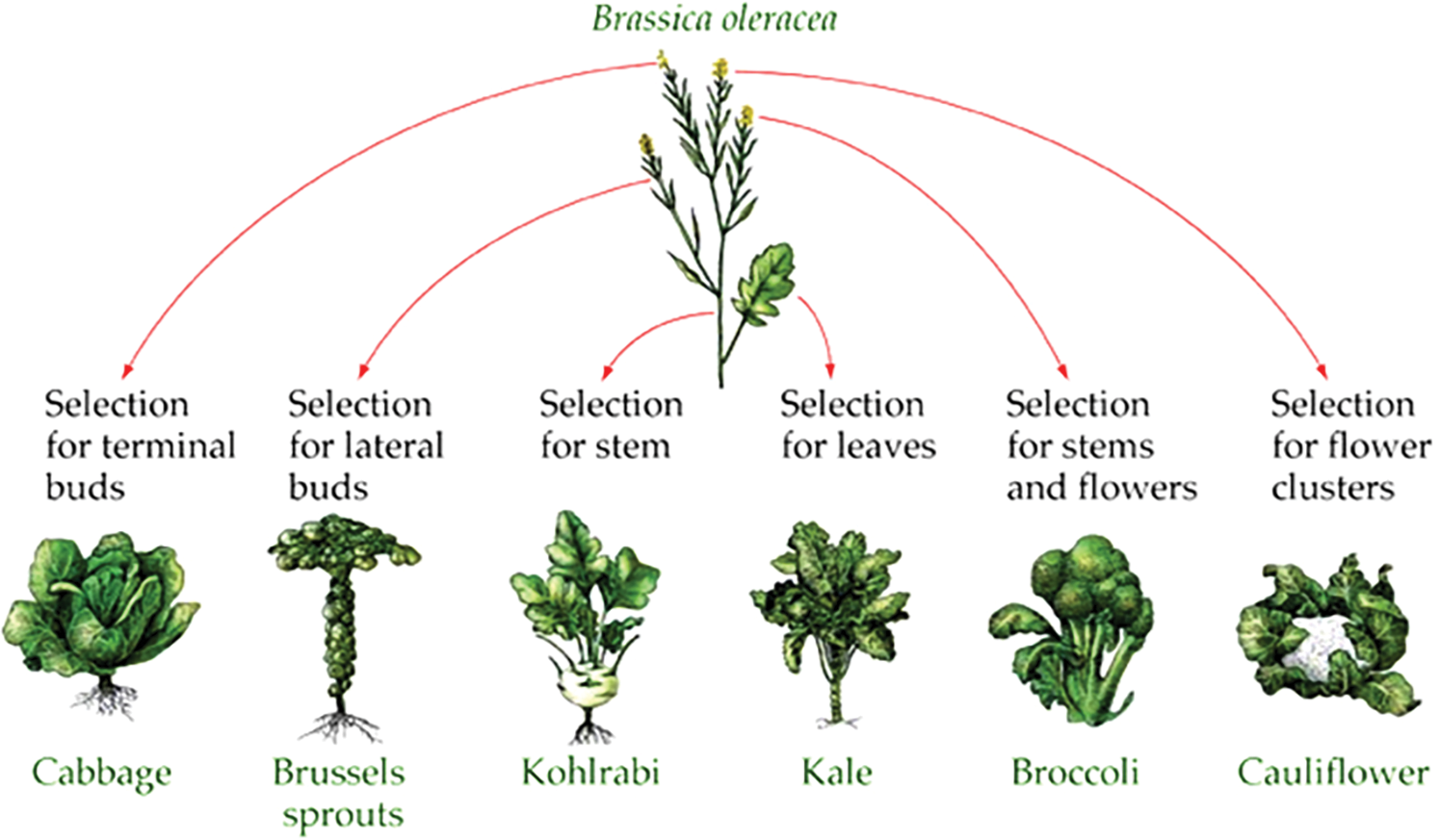 CSSE | Free Full-Text | AI-Based UAV Swarms for Monitoring and Disease ...