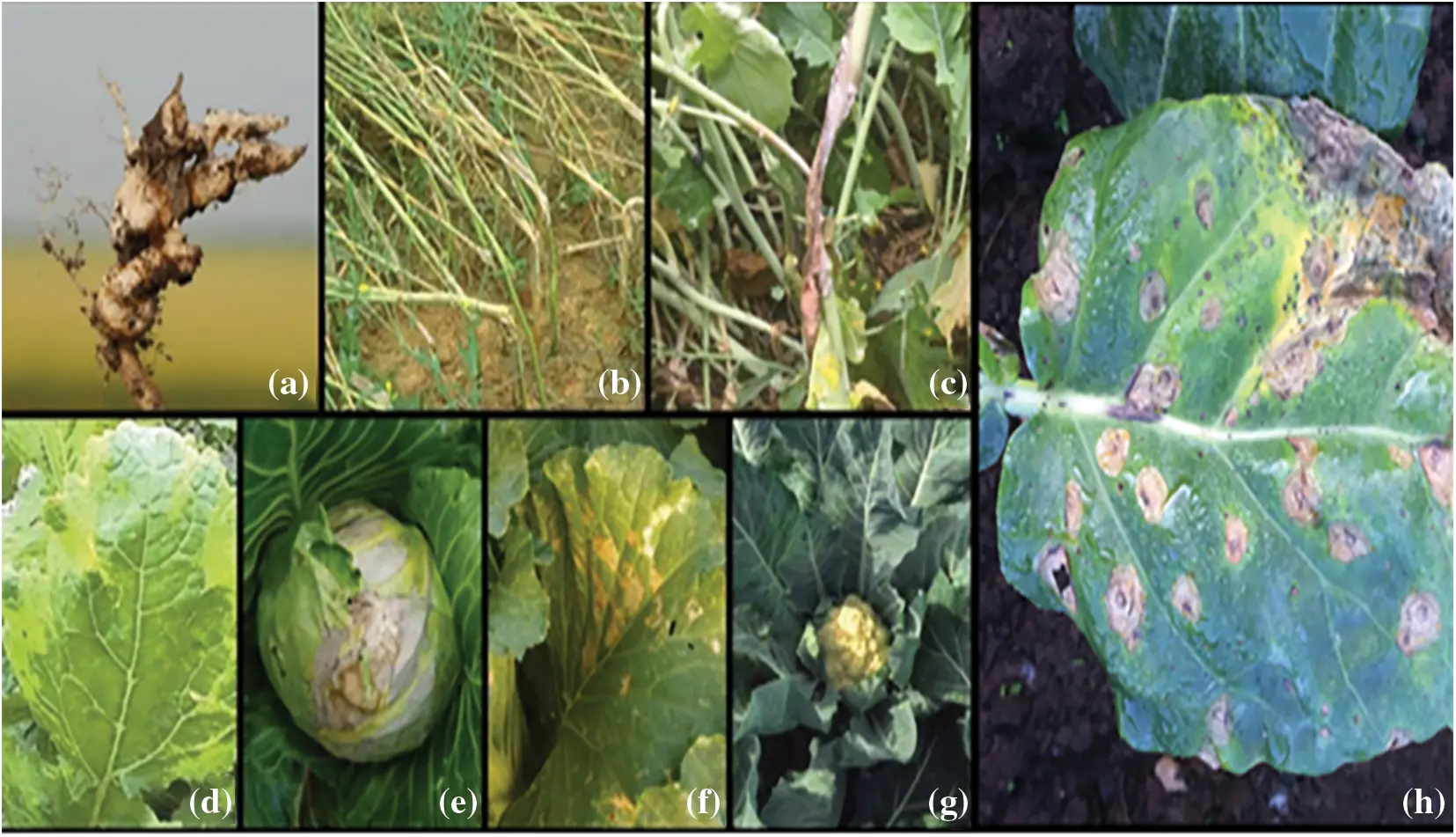 CSSE | Free Full-Text | AI-Based UAV Swarms for Monitoring and Disease ...