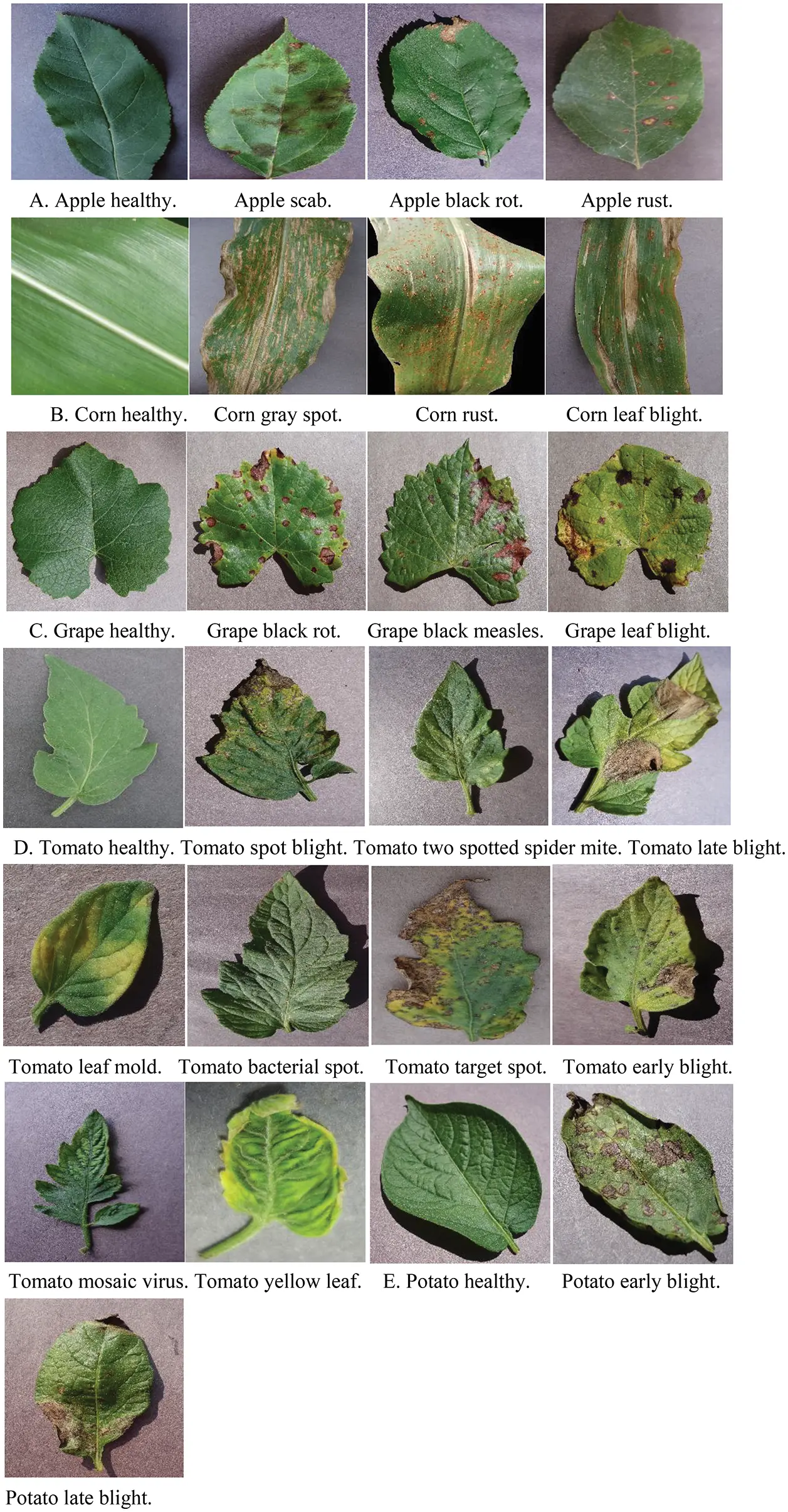 IASC | Free Full-Text | Lightweight Method for Plant Disease ...