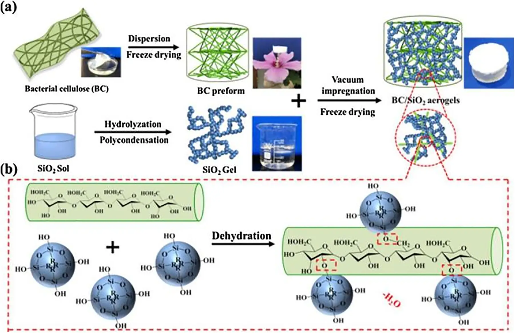 JRM | Free Full-Text | Research Progress of Biomass-Based Porous Oil ...