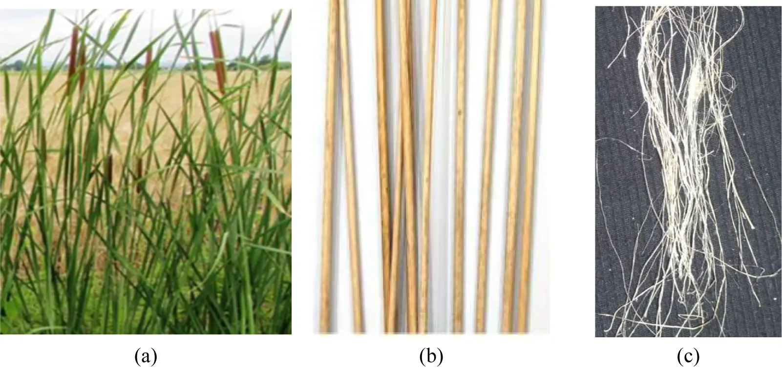 JRM | Free Full-Text | Optimization and Characterization of Combined ...