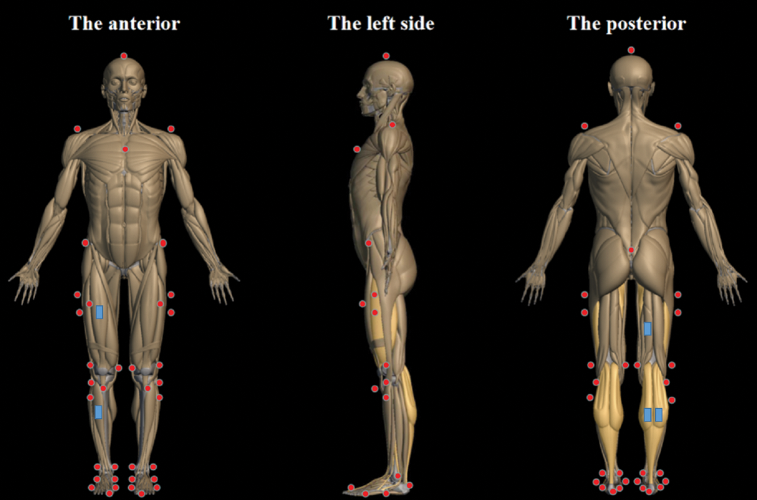 MCB | Free Full-Text | Lower Limb Muscle Forces in Table Tennis ...