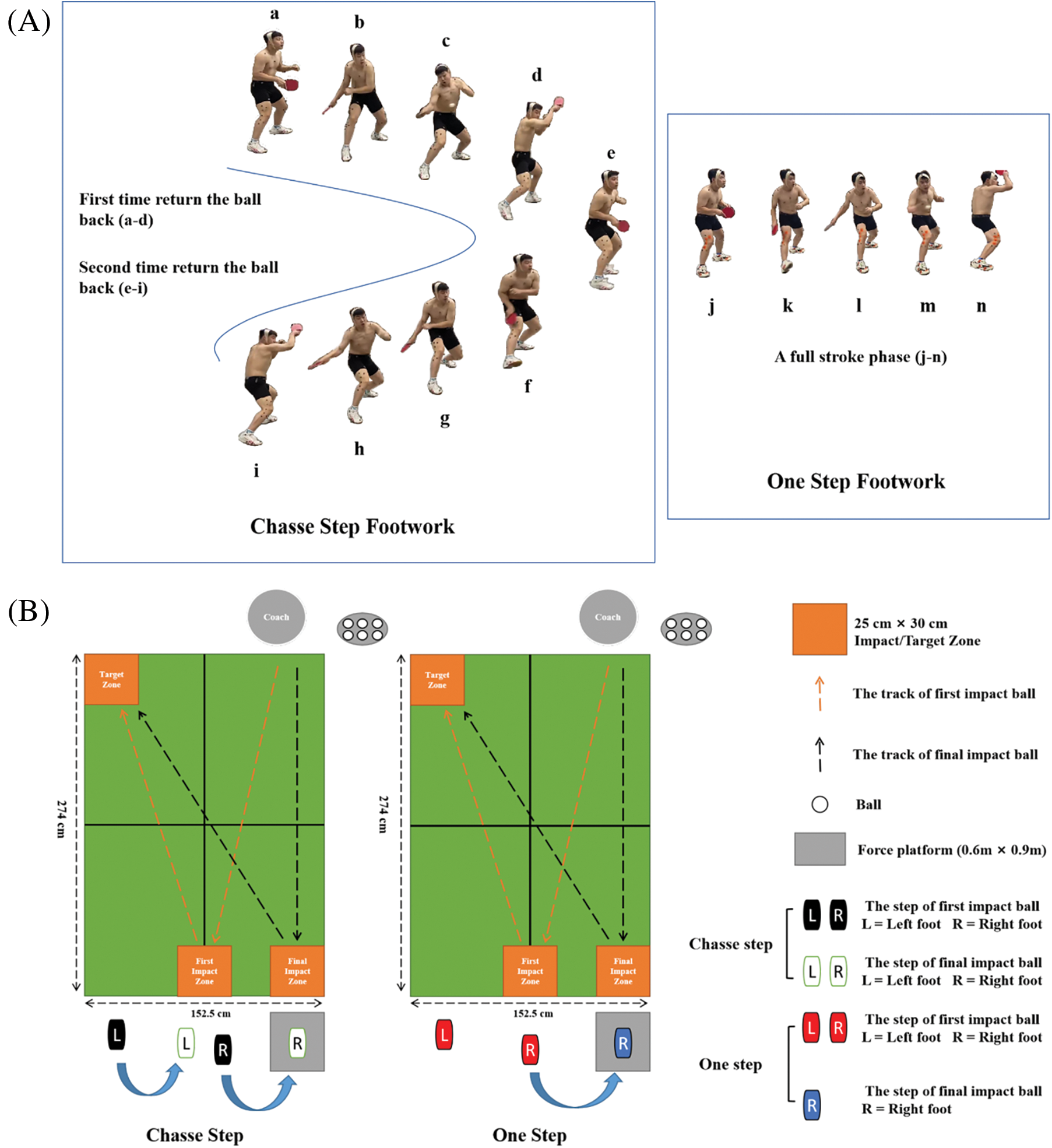 MCB | Free Full-Text | Lower Limb Muscle Forces in Table Tennis ...