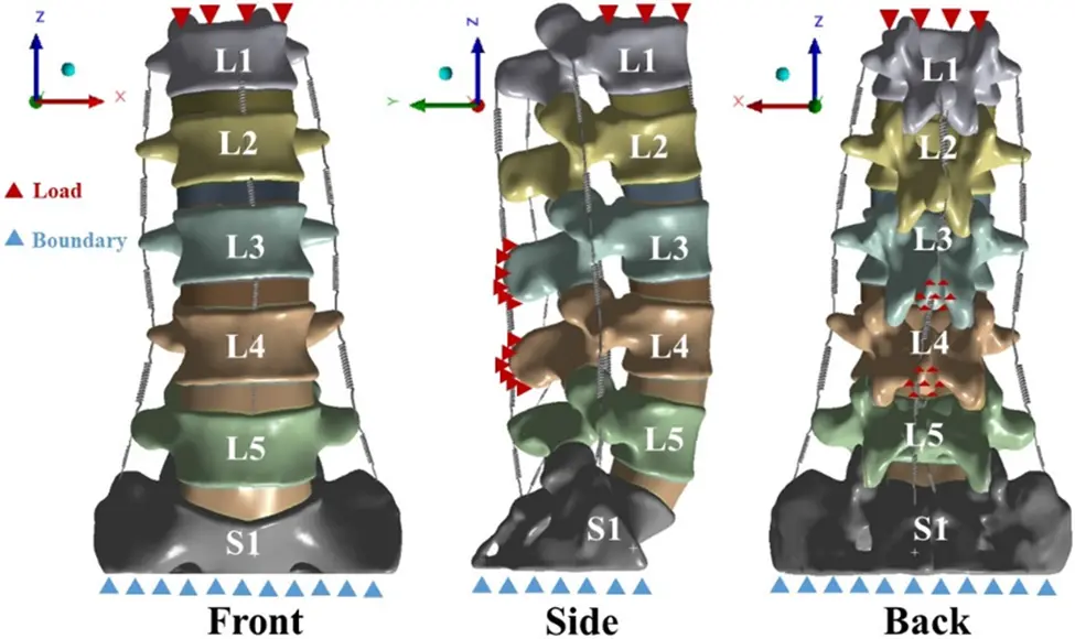MCB | Free Full-Text | Effect of a Double Helical Spring Decompression ...