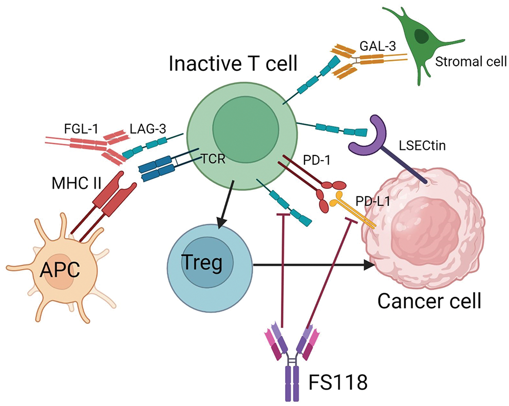 ONCOLOGIE | Free Full-Text | The Emerging Role of Lymphocyte Activation Gene 3 in the Cancer ...