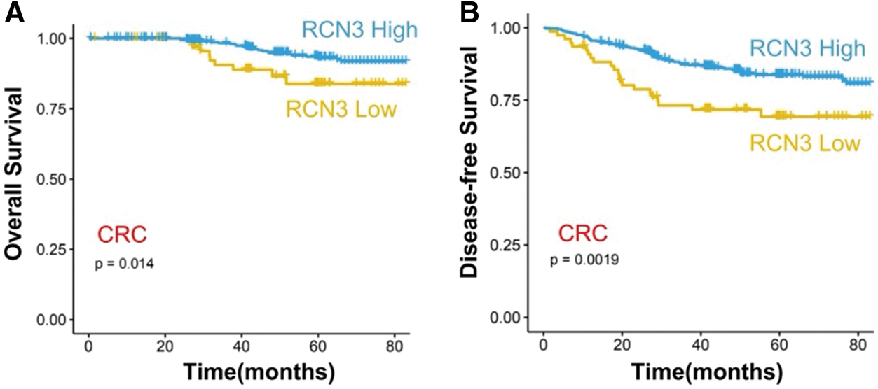 ONCOLOGIE | Free Full-Text | RCN3 Expression Indicates Prognosis in ...