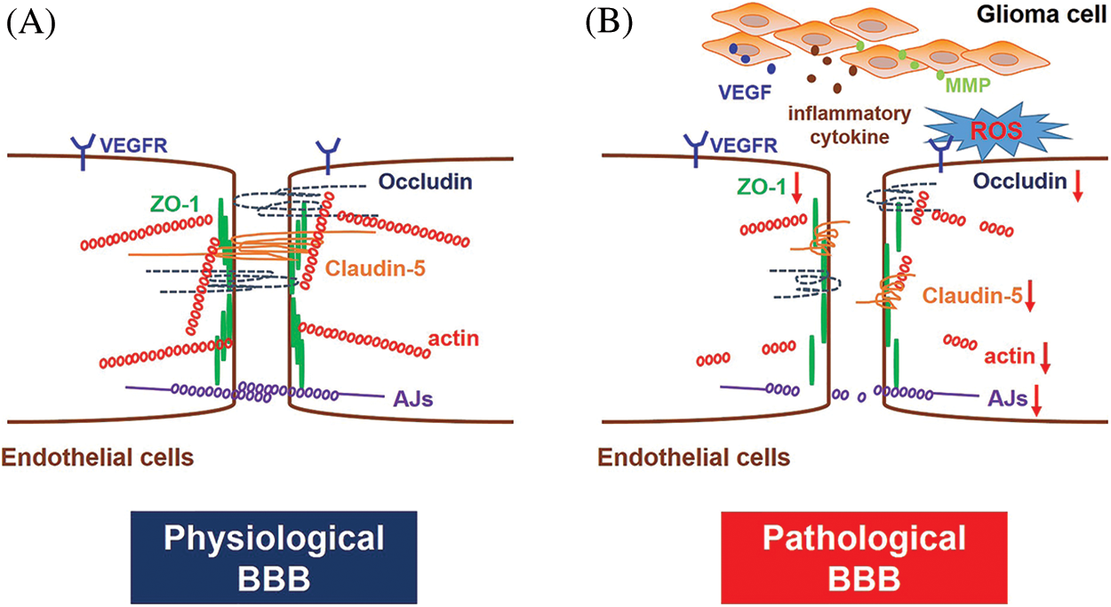 OR | Free Full-Text | Regulation of pathological blood-brain barrier ...
