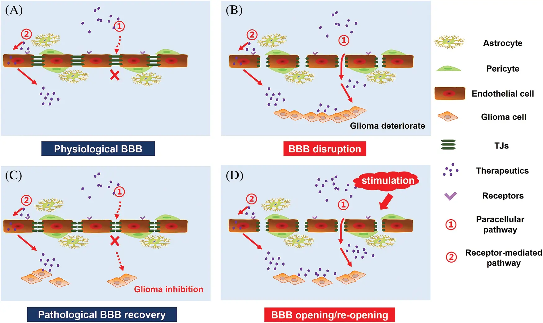 OR | Free Full-Text | Regulation of pathological blood-brain barrier ...