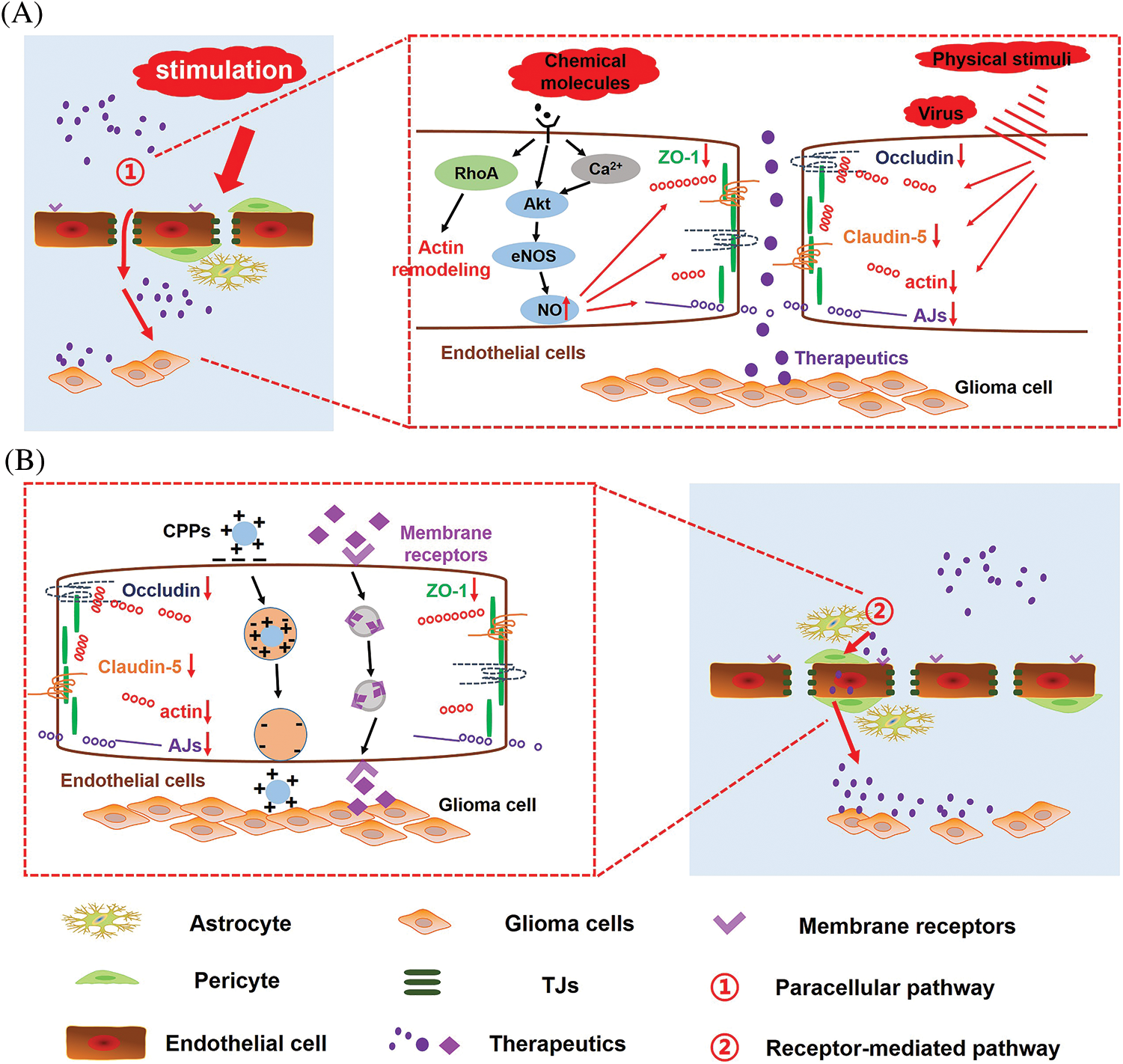 OR | Free Full-Text | Regulation of pathological blood-brain barrier ...