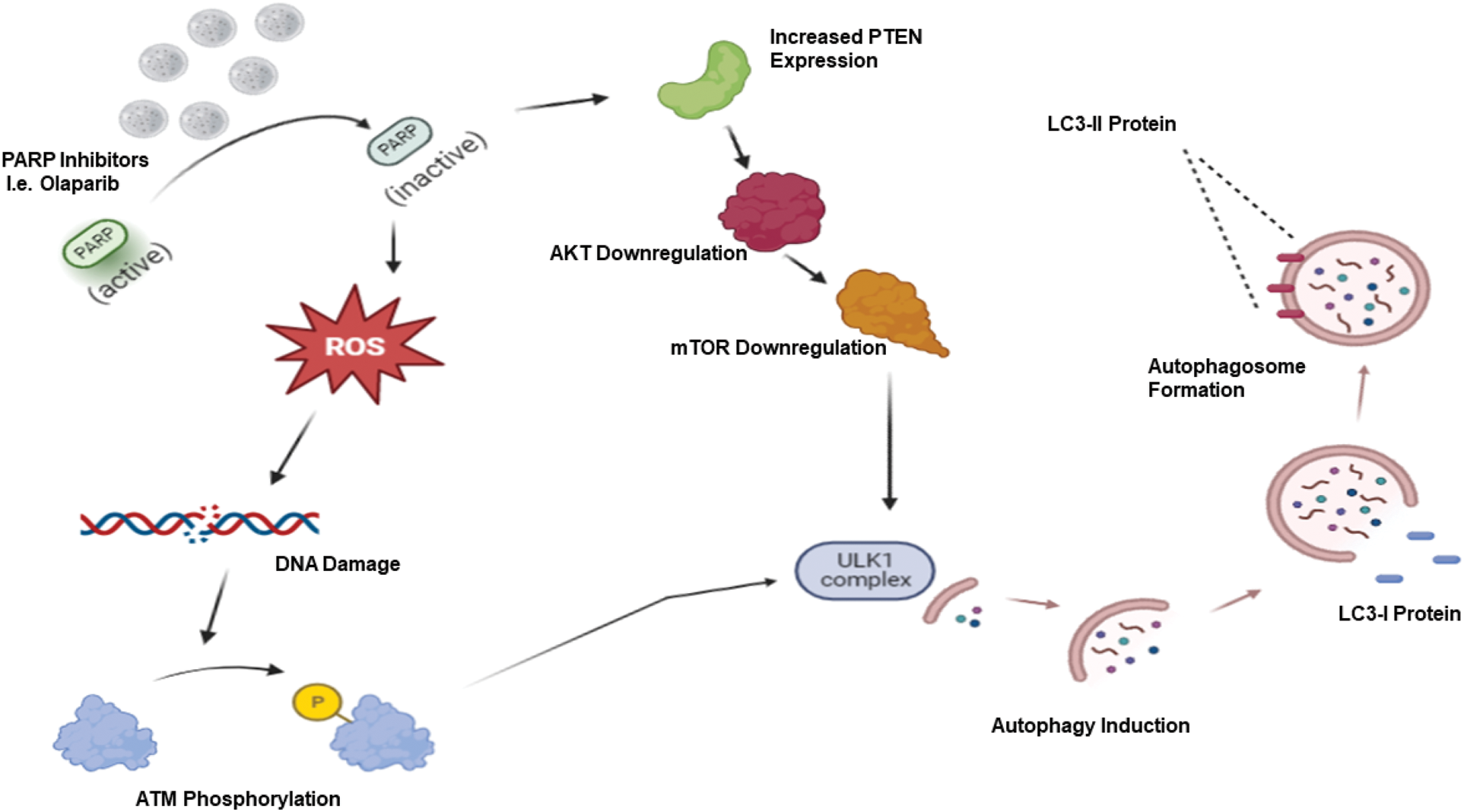 OR | Free Full-Text | Is autophagy induction by PARP inhibitors a ...