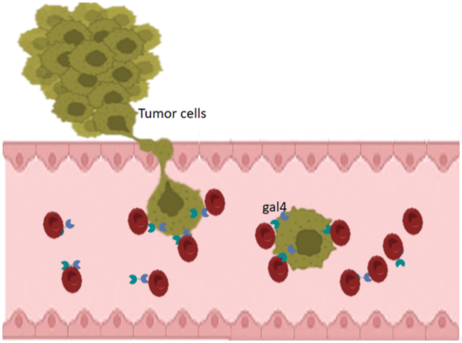 OR | Free Full-Text | Galectins dysregulation: A way for cancer cells ...