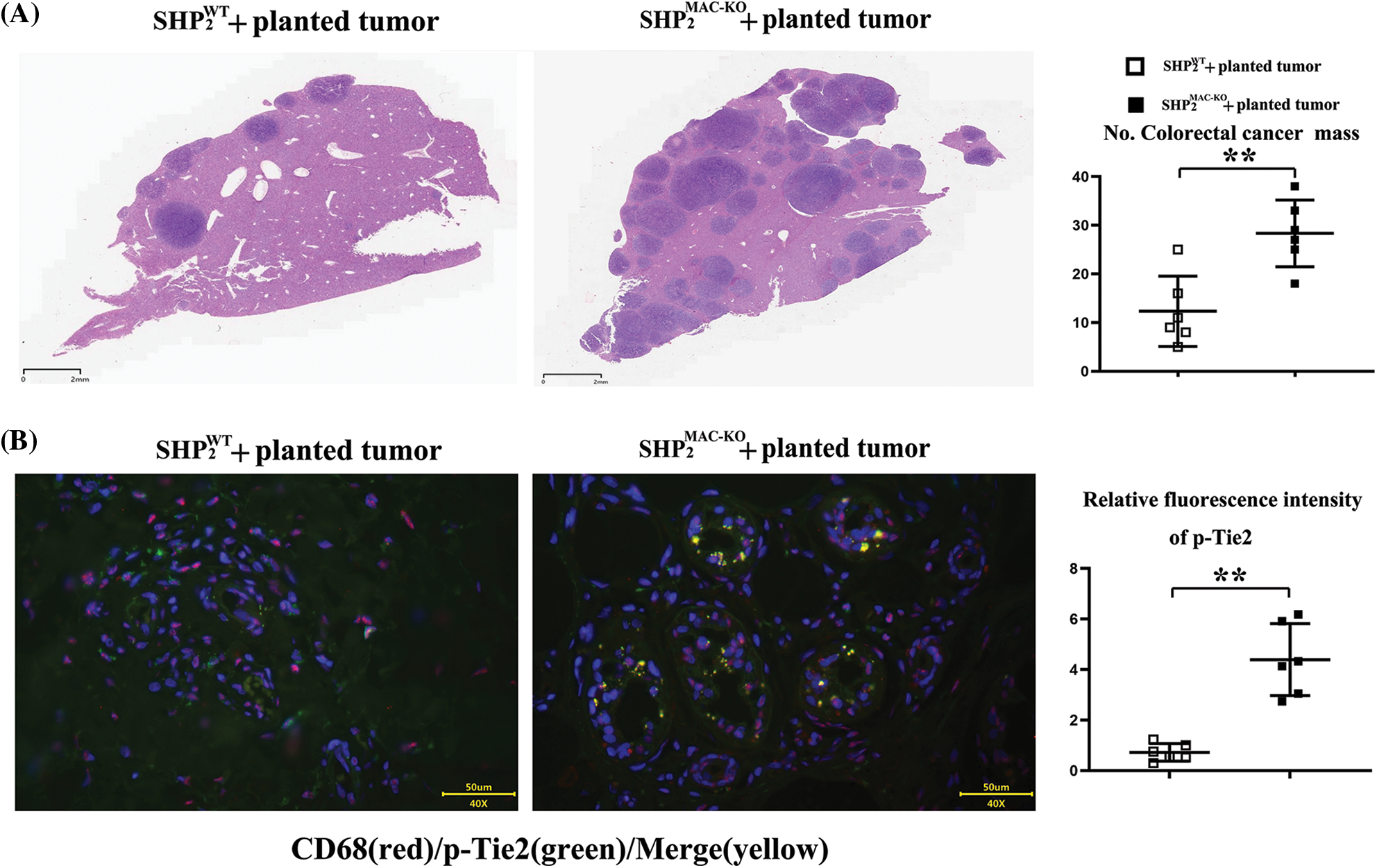 OR | Free Full-Text | Macrophage-derived SHP-2 inhibits the metastasis ...