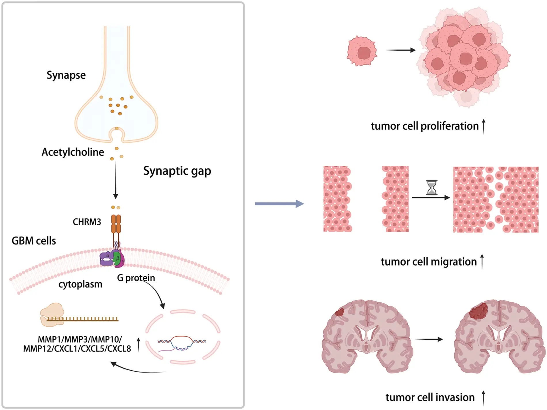 OR | Free Full-Text | CHRM3 is a novel prognostic factor of poor ...