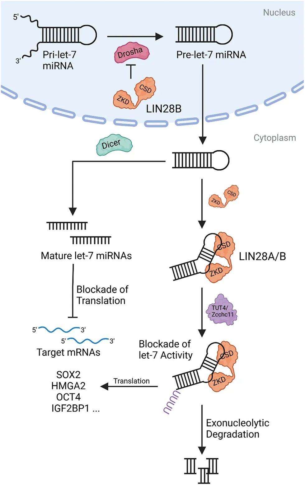 OR | Free Full-Text | The role of LIN28B in tumor progression and ...