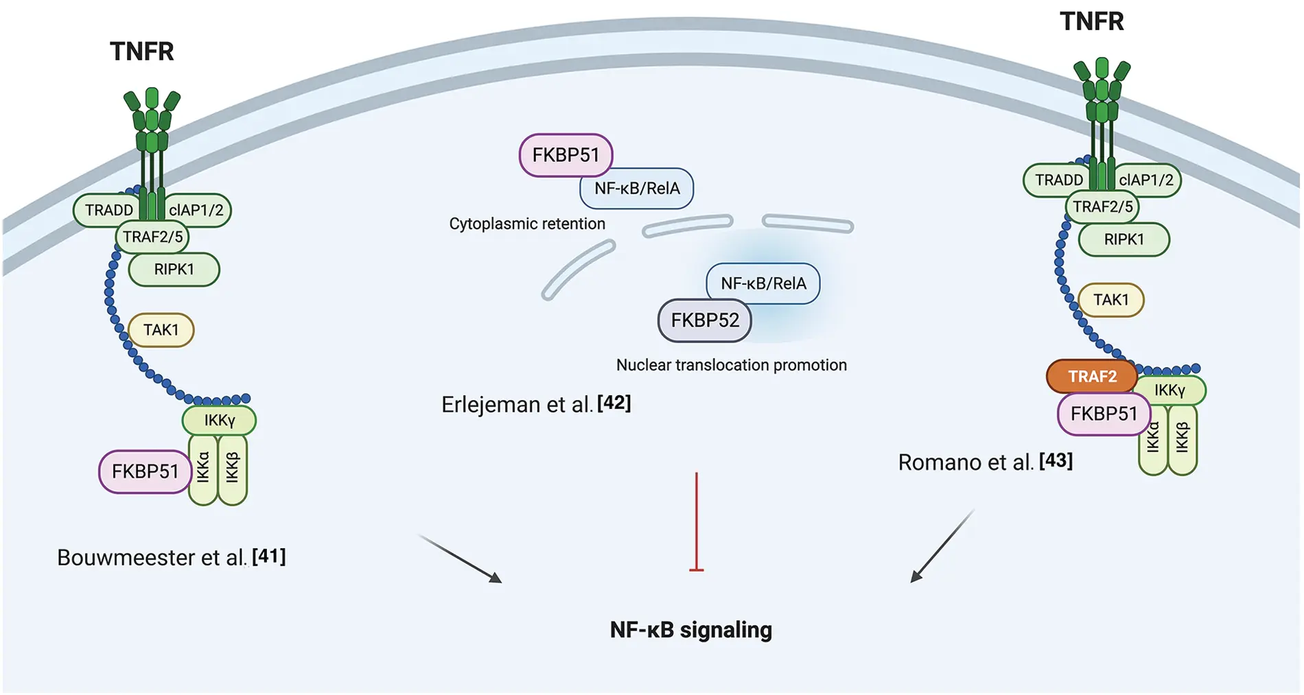 OR | Free Full-Text | Scaffold proteins of cancer signaling networks ...