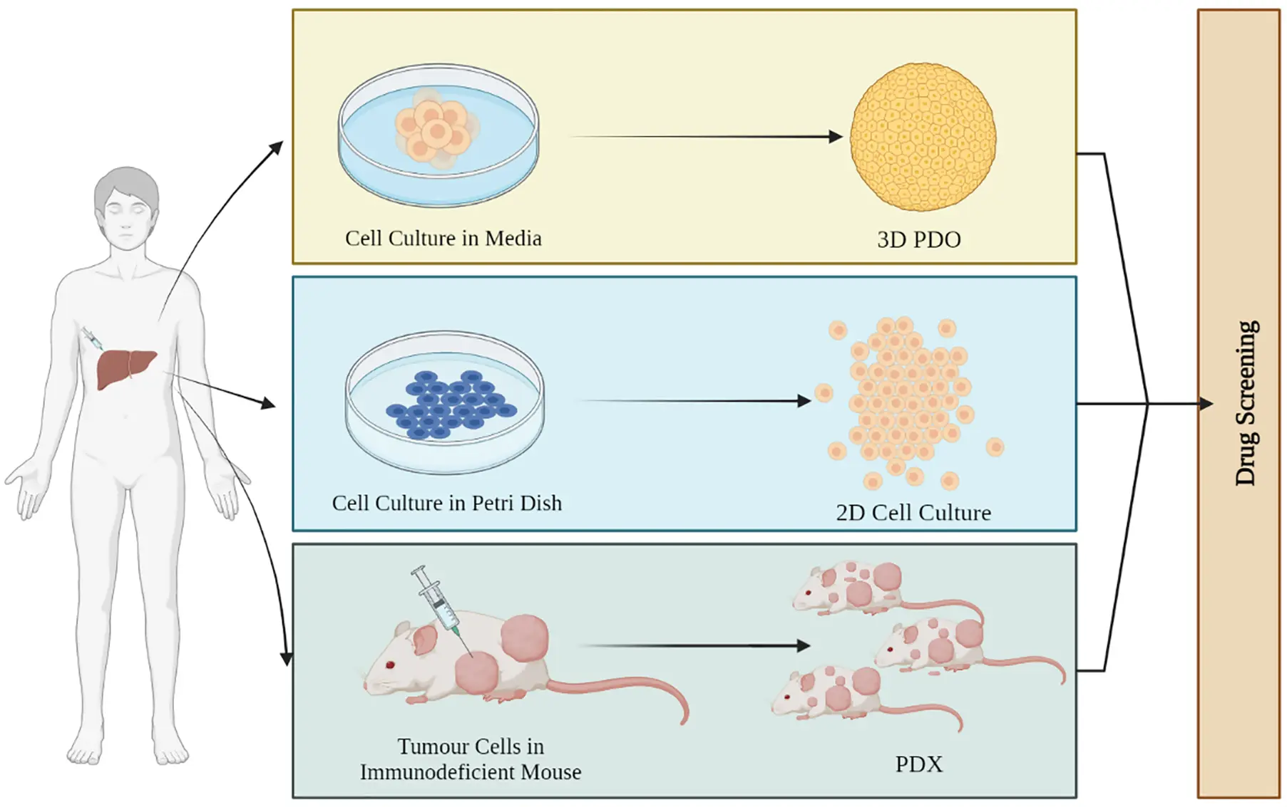 OR | Free Full-Text | Mini-organs with big impact: Organoids in liver ...