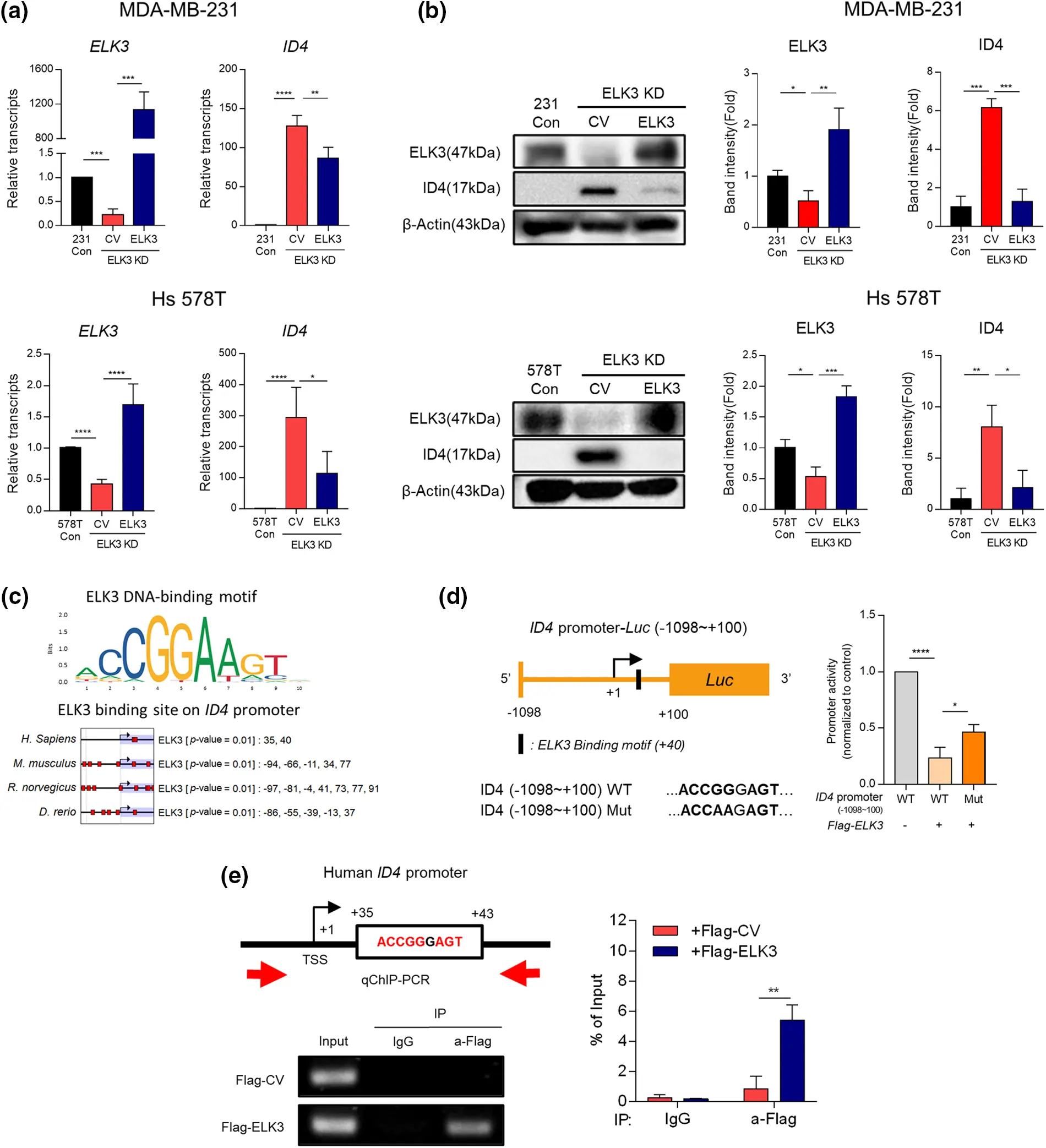 OR | Free Full-Text | ELK3-ID4 axis governs the metastatic features of triple negative breast cancer