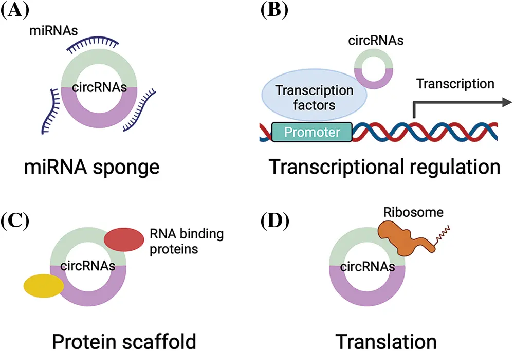 OR | Free Full-Text | Circular RNAs in breast cancer diagnosis ...