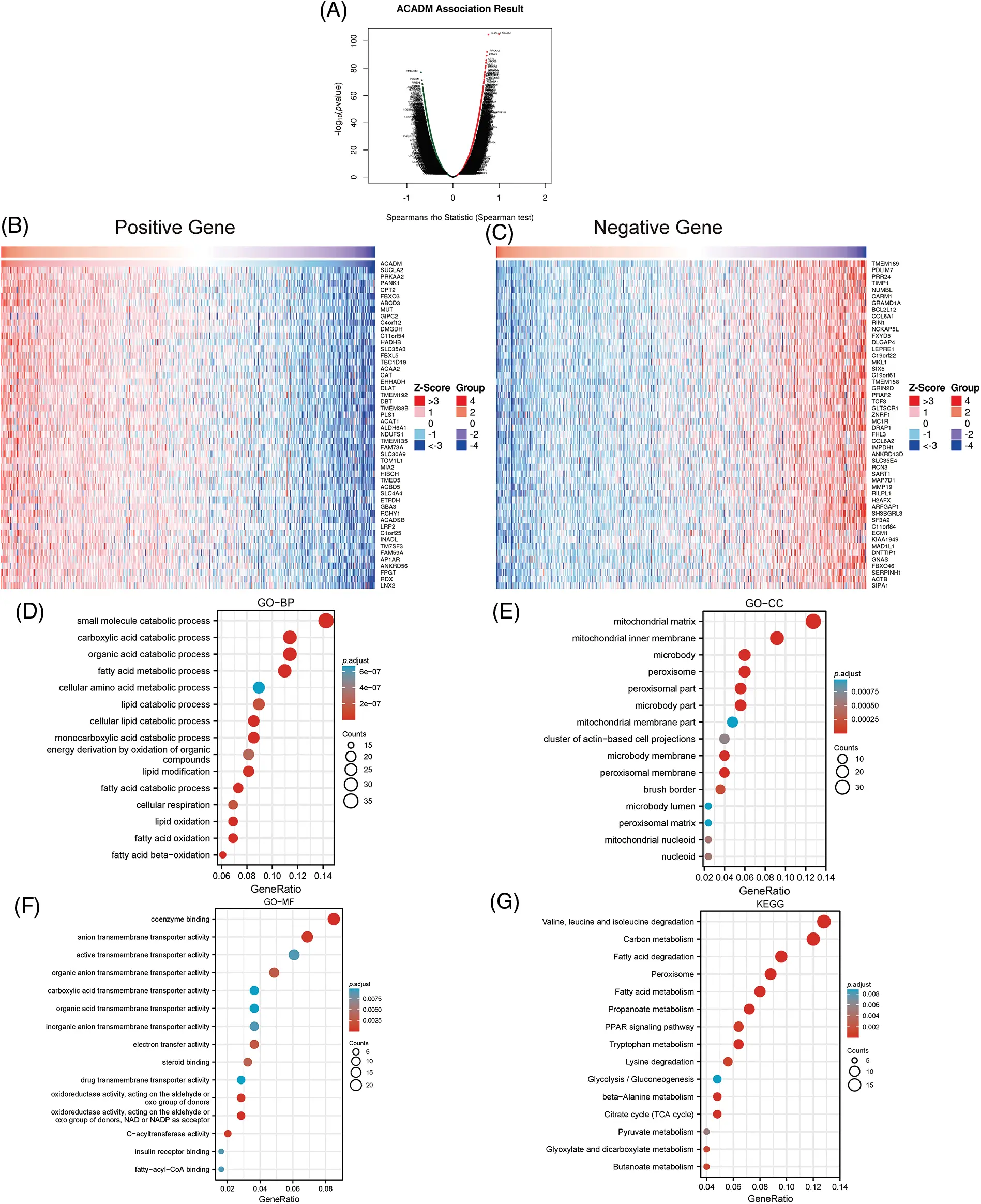 OR | Free Full-Text | Low expression of fatty acid oxidation related ...