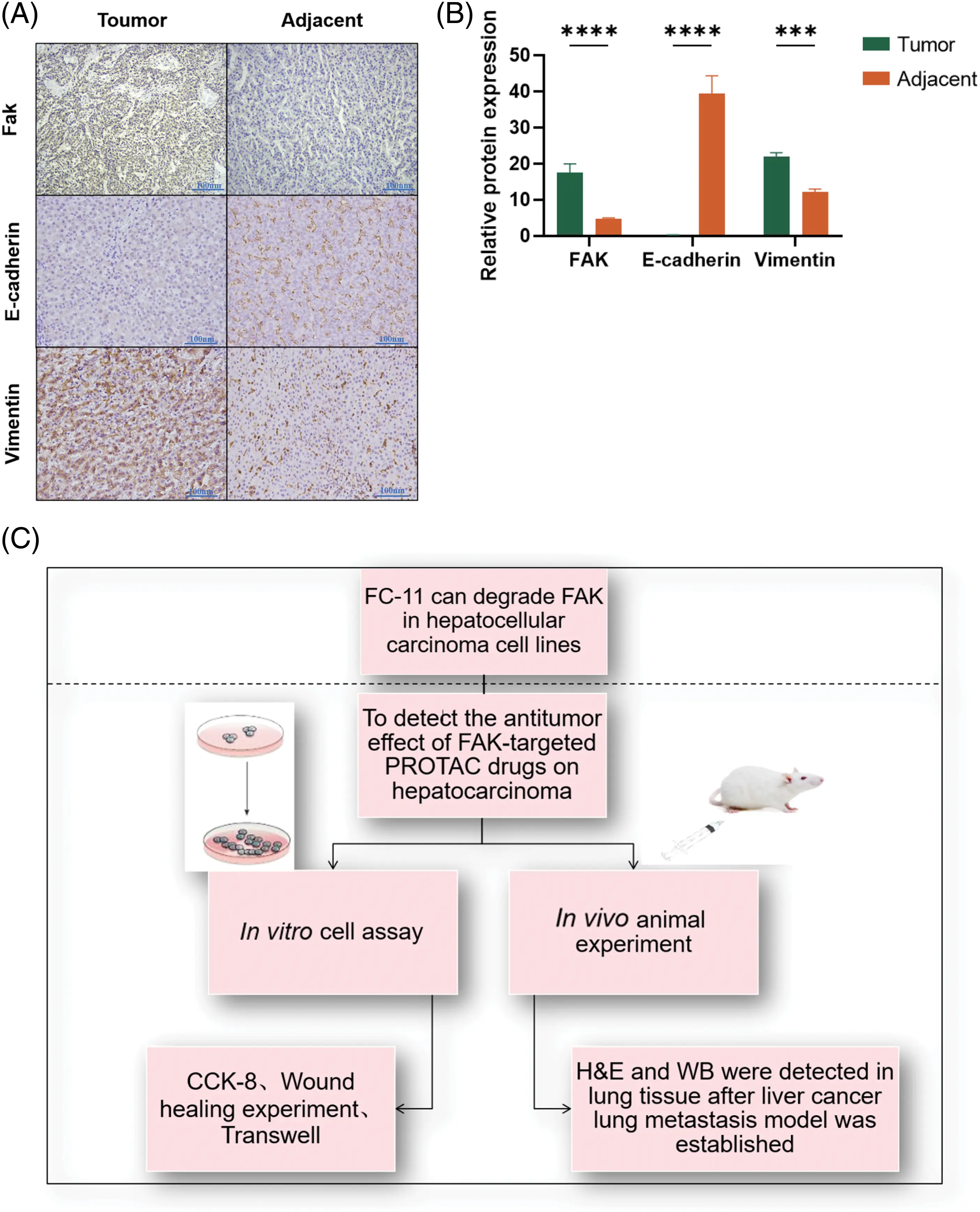 OR | Free Full-Text | Degradation of FAK-targeting by proteolytic ...