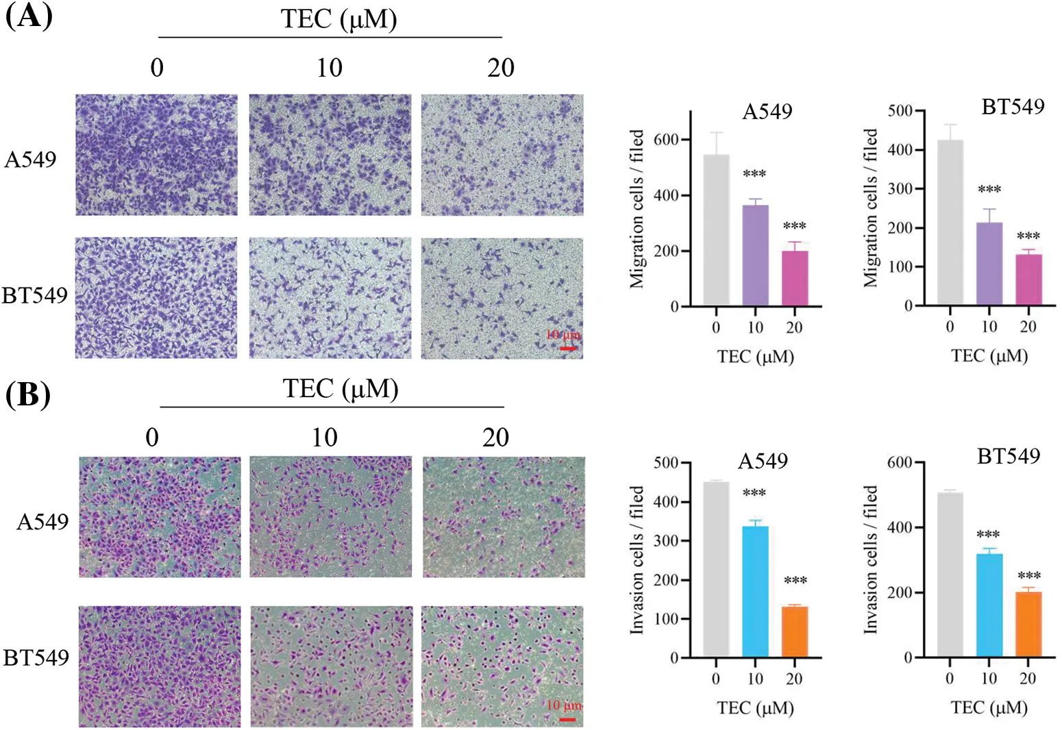OR | Free Full-Text | Metochalcone induces senescence-associated ...