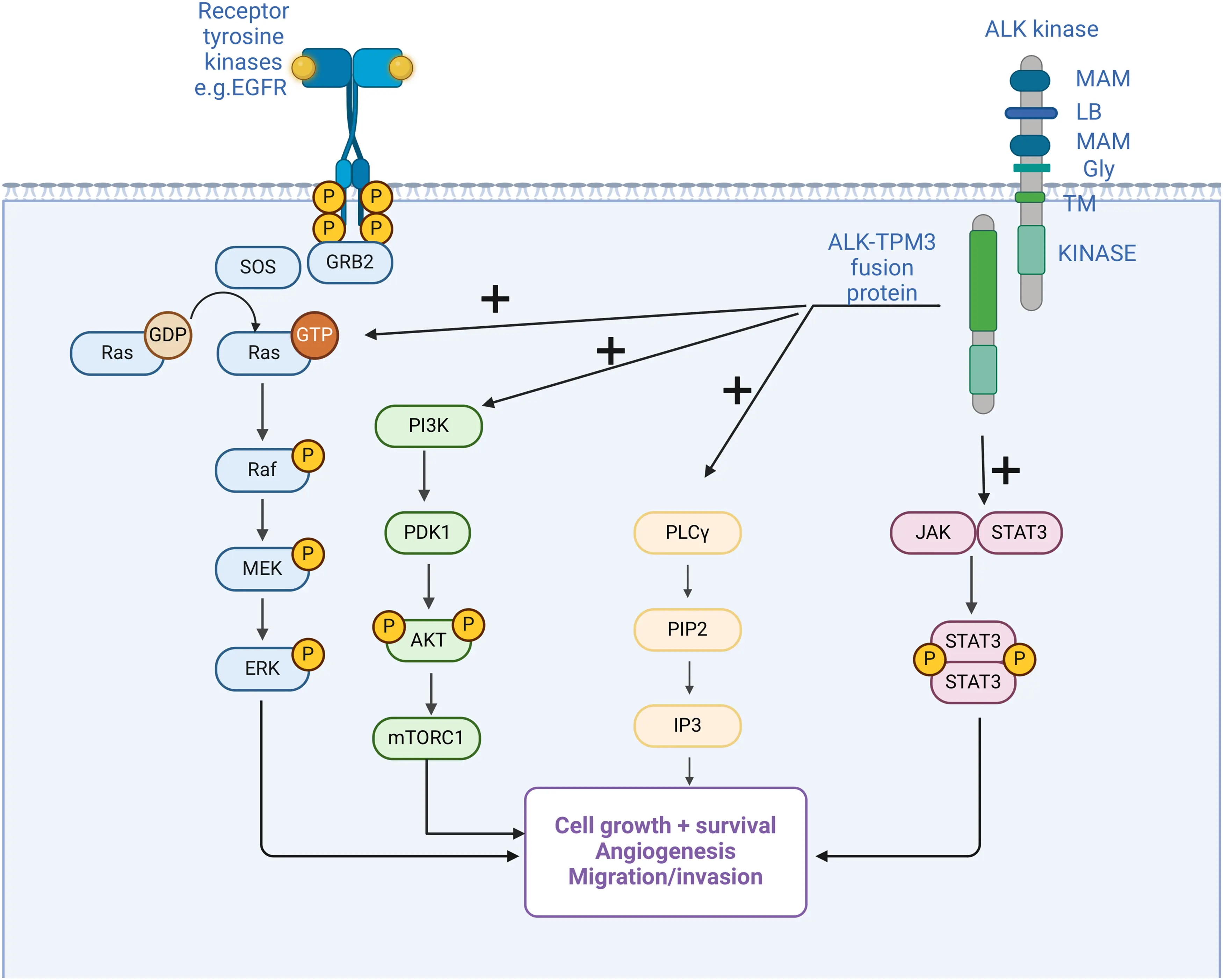 OR | Free Full-Text | Inflammatory myofibroblastic tumor from molecular ...